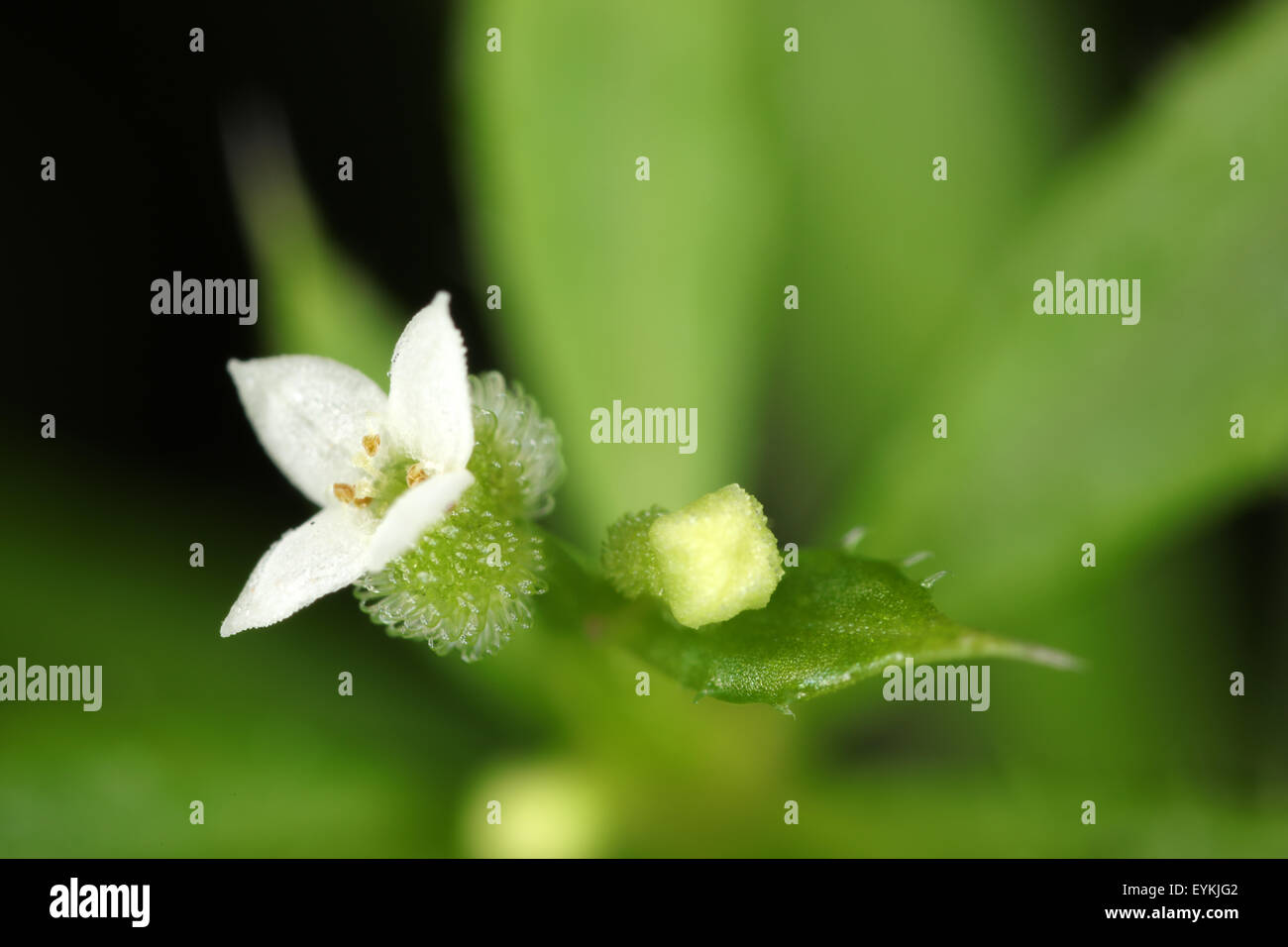 Sticky willy hi-res stock photography and images - Alamy