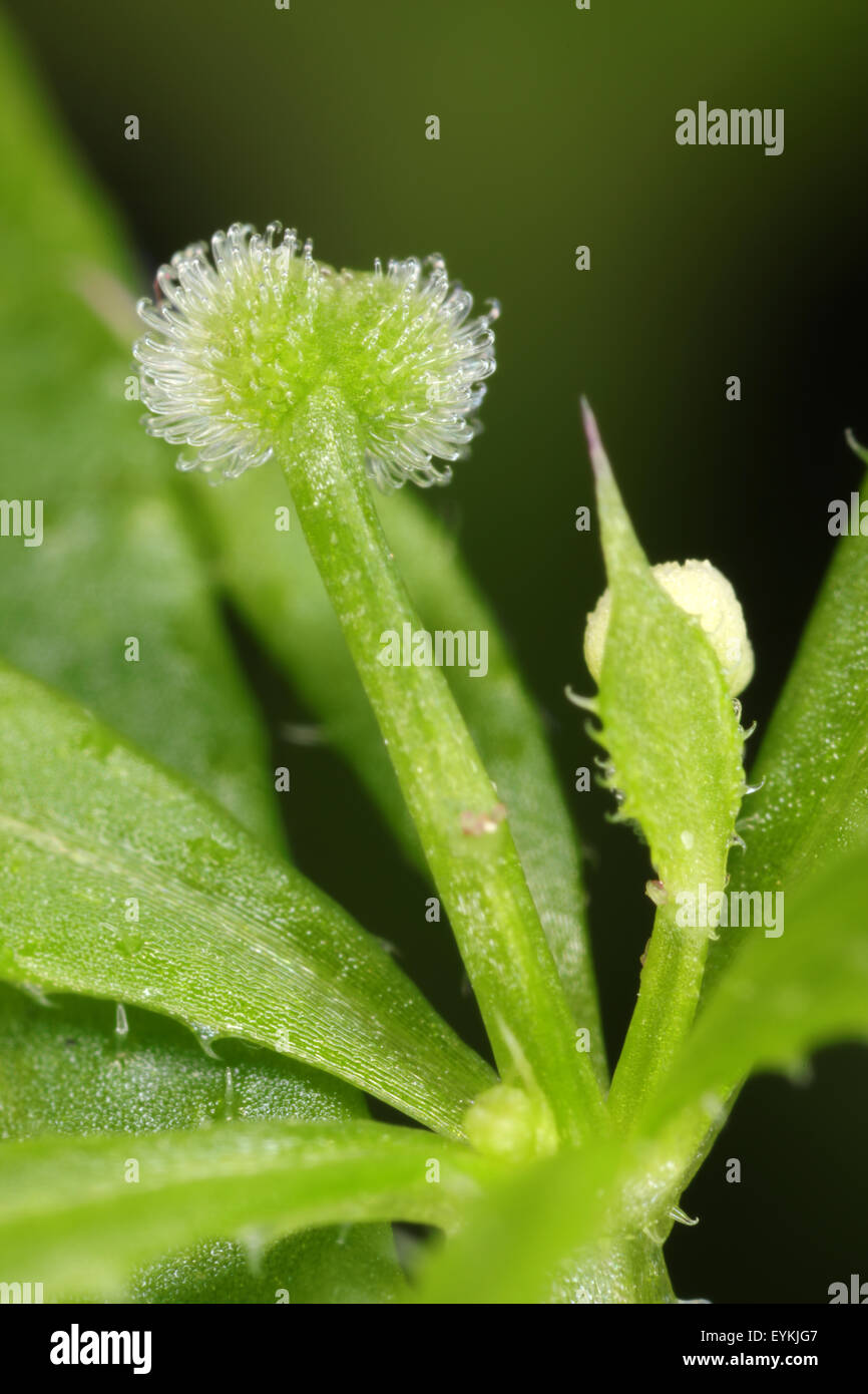 Stickyweed hi-res stock photography and images - Alamy