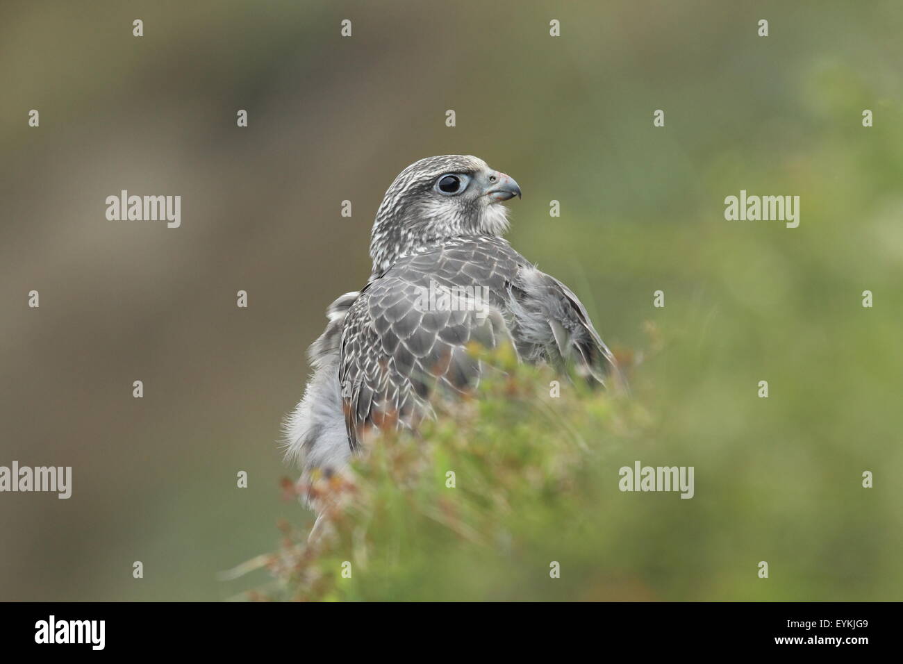 Iceland gerfalcon hi-res stock photography and images - Alamy