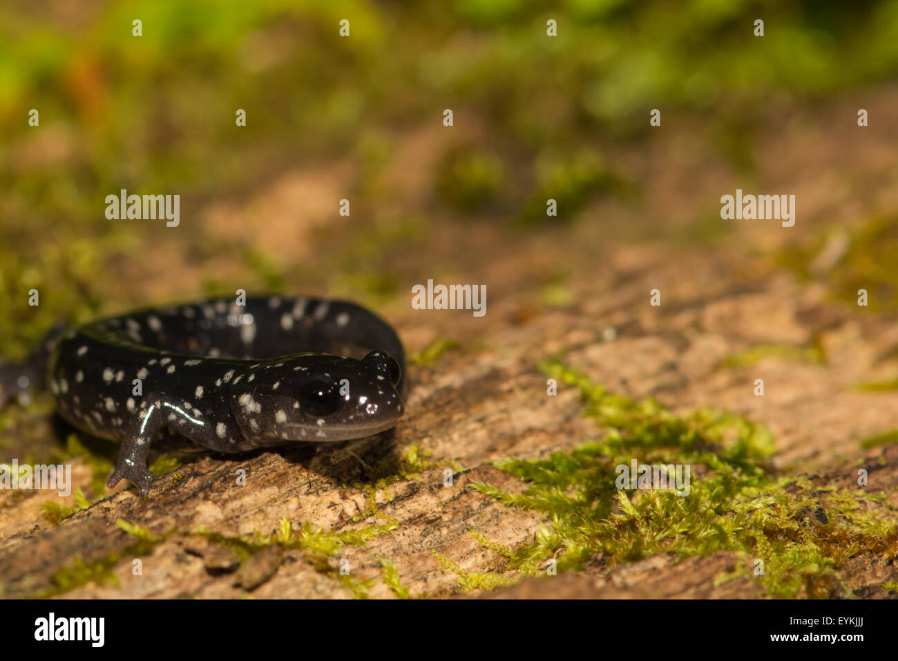 Slimy salamander hi-res stock photography and images - Alamy