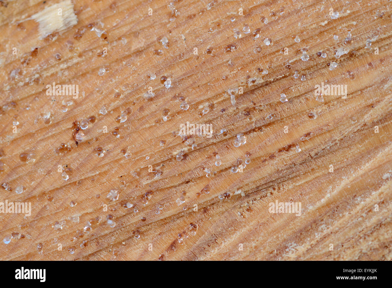 Common spruce, Picea abies, cross section, detail, winter, Upper ...