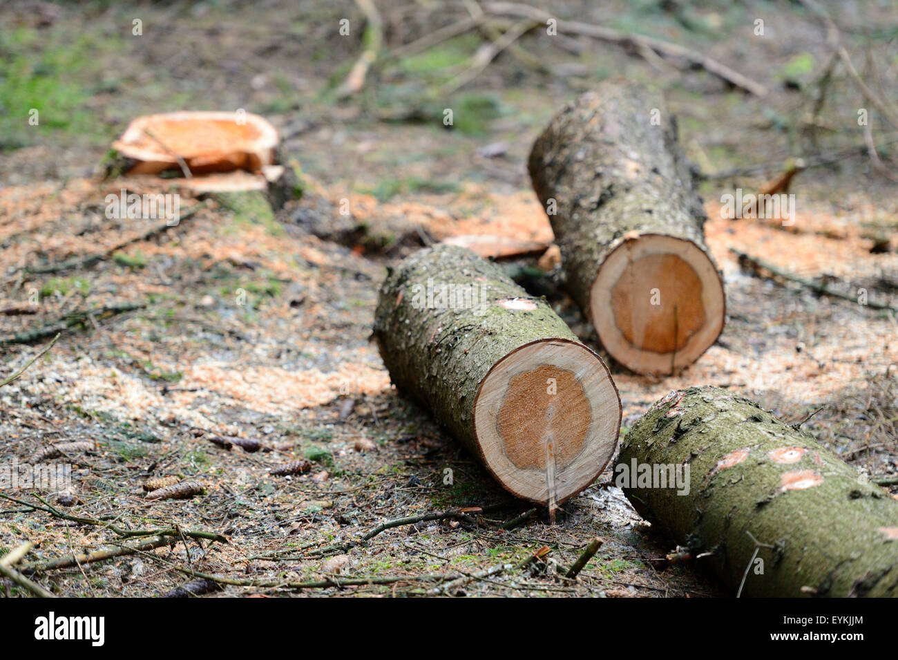 Common spruce, Picea abies, wood, winter, Upper Palatinate, Bavaria ...