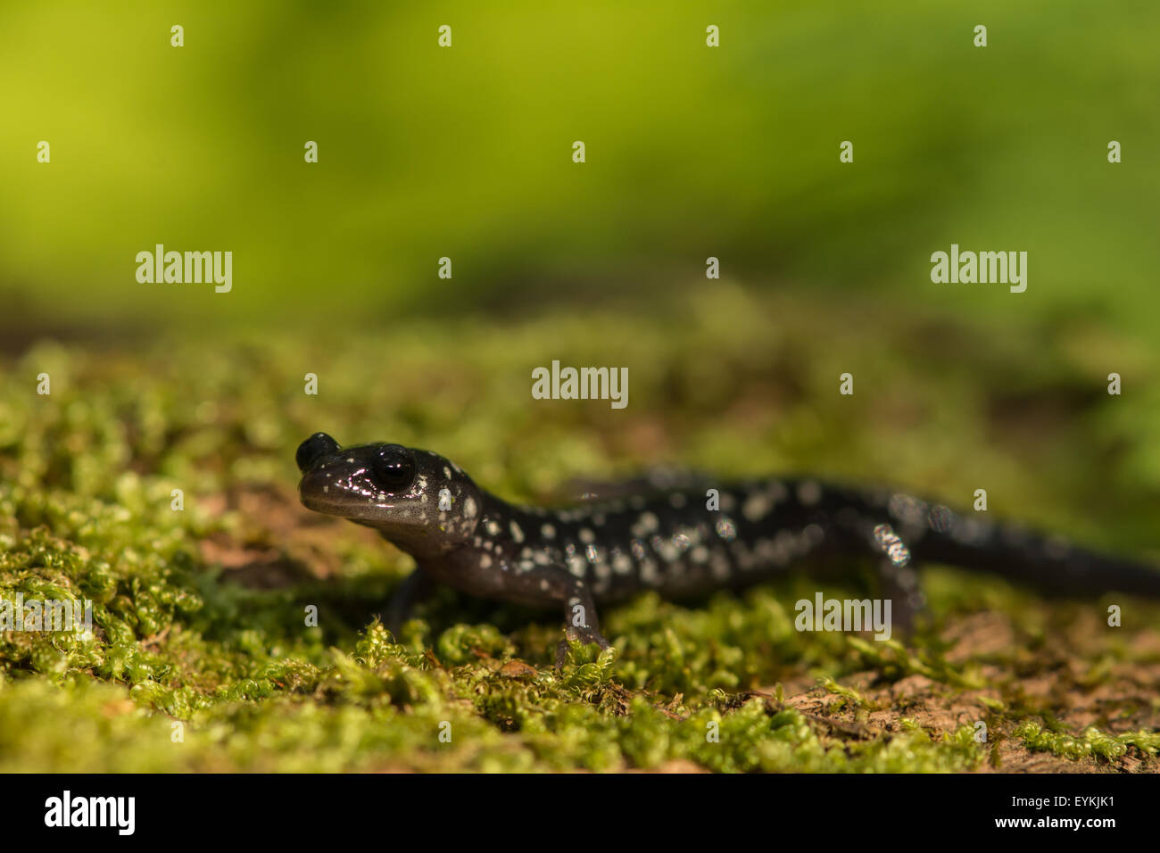 Slimy wildlife hi-res stock photography and images - Alamy