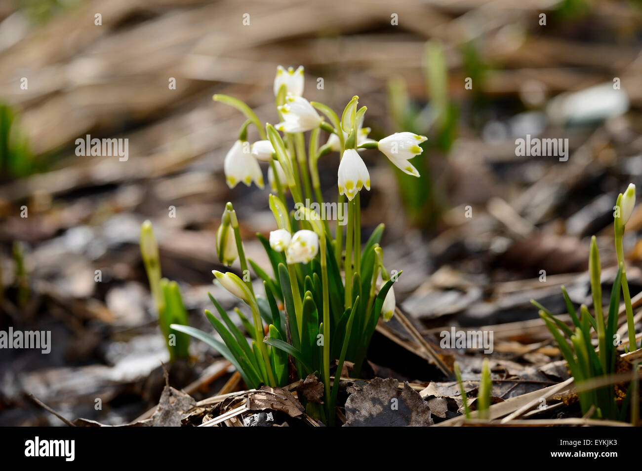 spring snowflake, Leucojum vernum, blossom Stock Photo - Alamy