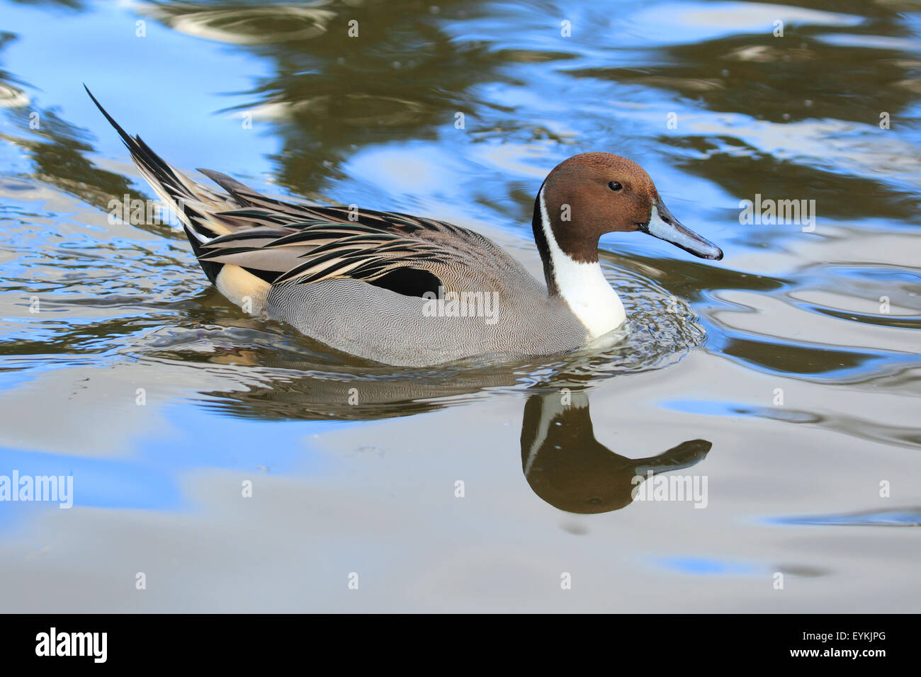 Spit duck little man hi-res stock photography and images - Alamy