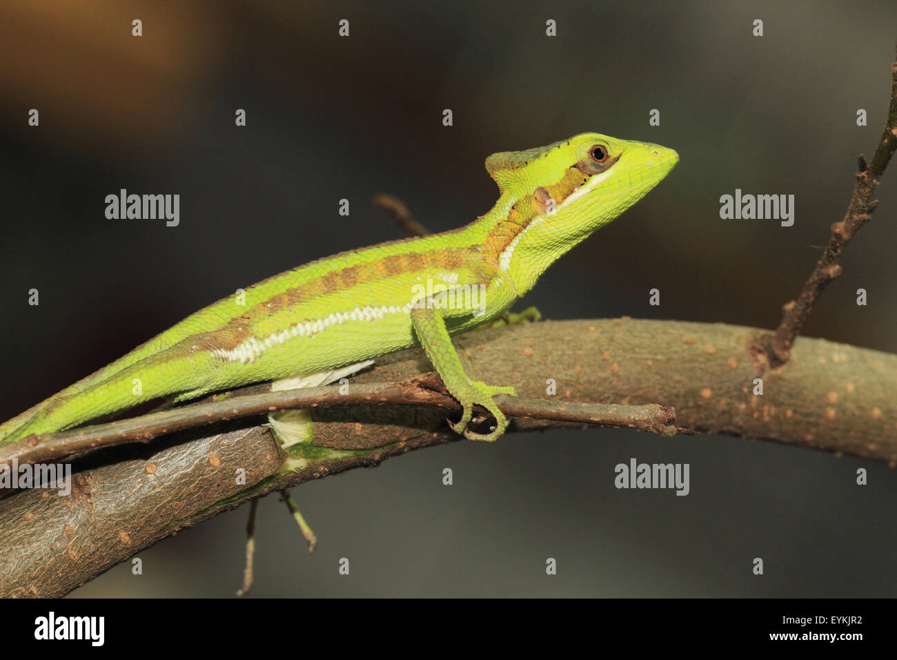 Crown basilisk hi-res stock photography and images - Alamy