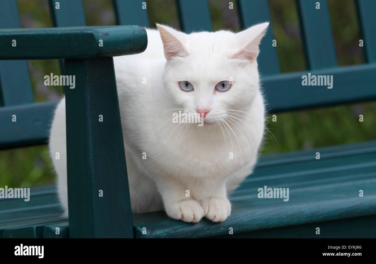 White house cat sits on a garden bench Stock Photo - Alamy