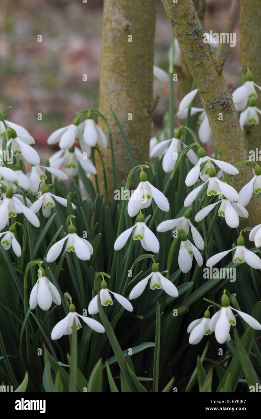 Snowy little bells Stock Photo - Alamy