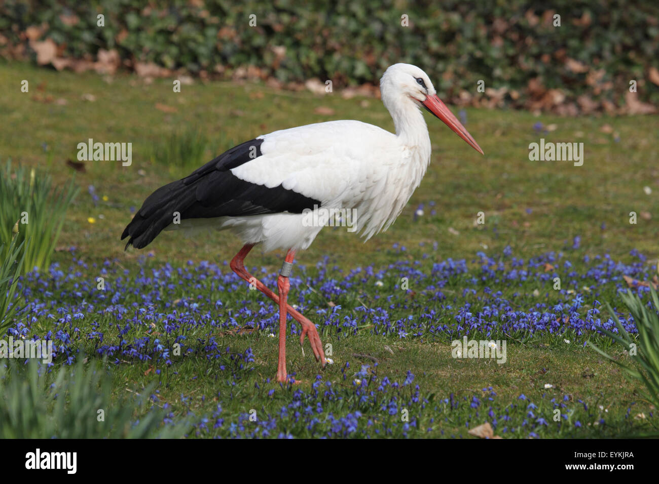 White stork runs on a meadow with flowers Stock Photo - Alamy