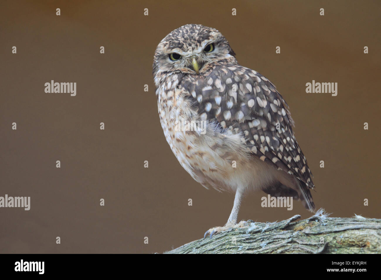 Rabbit owls hi-res stock photography and images - Alamy