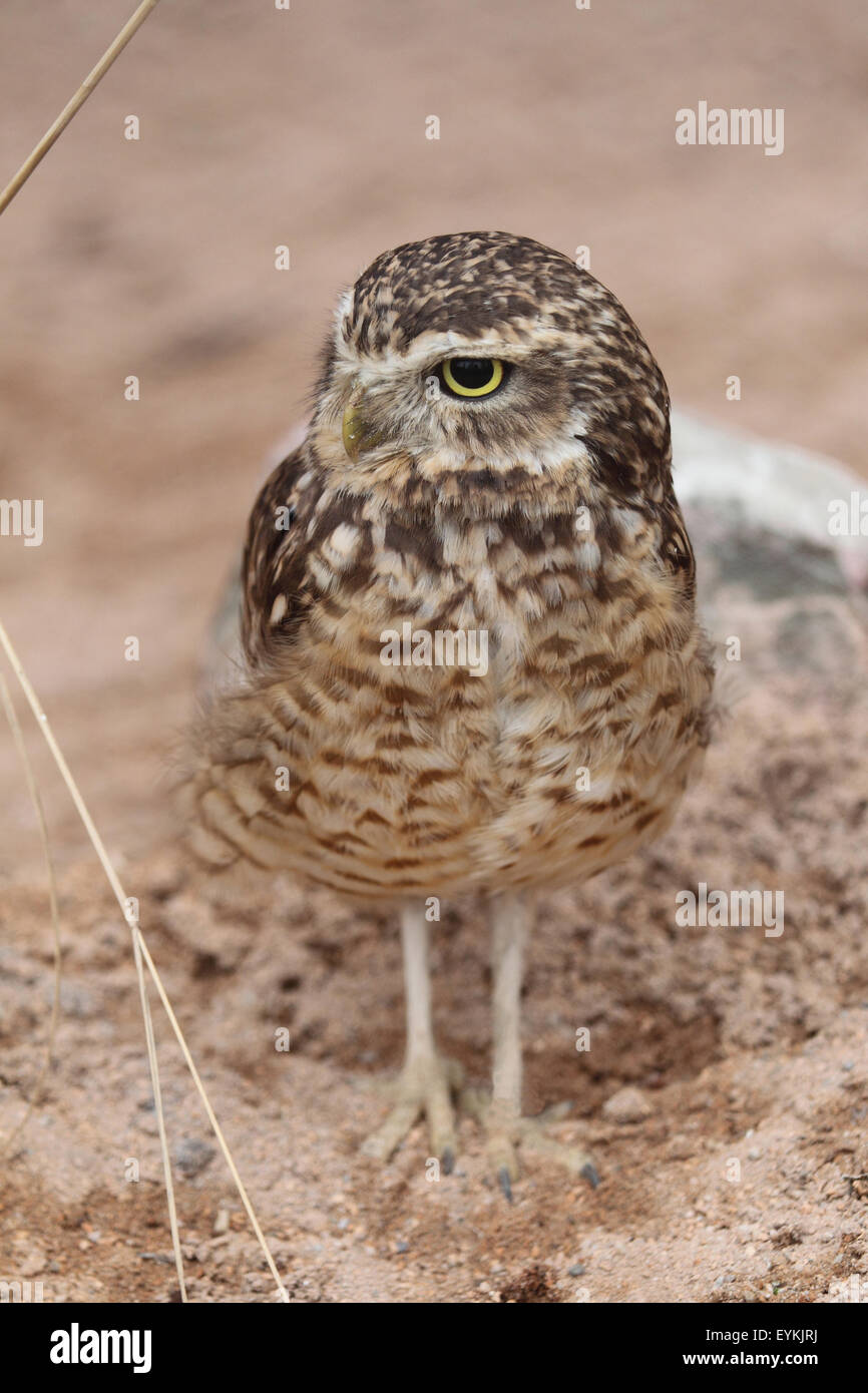 Rabbit owl hi-res stock photography and images - Alamy