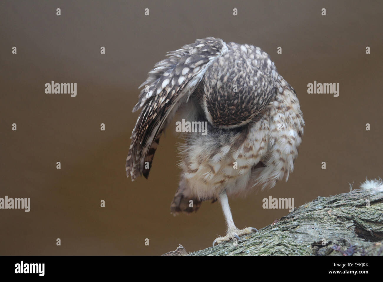 Rabbit owl cleans her plumage Stock Photo - Alamy