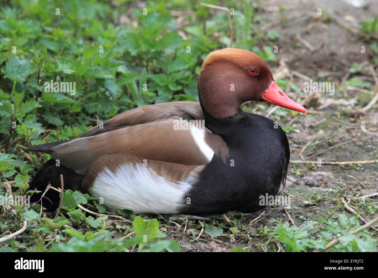 Piston duck, male Stock Photo - Alamy