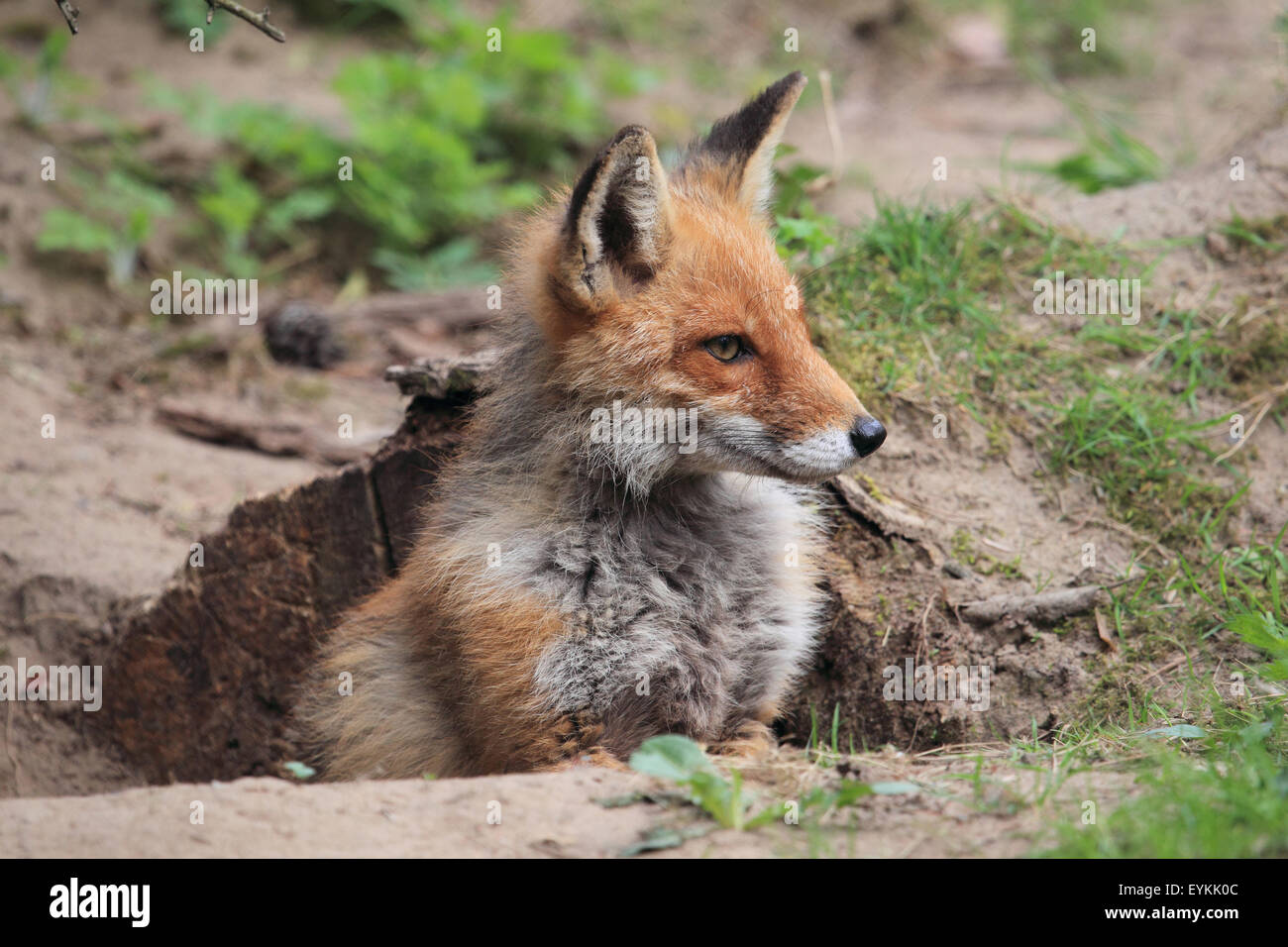 Red fox at construction Stock Photo - Alamy