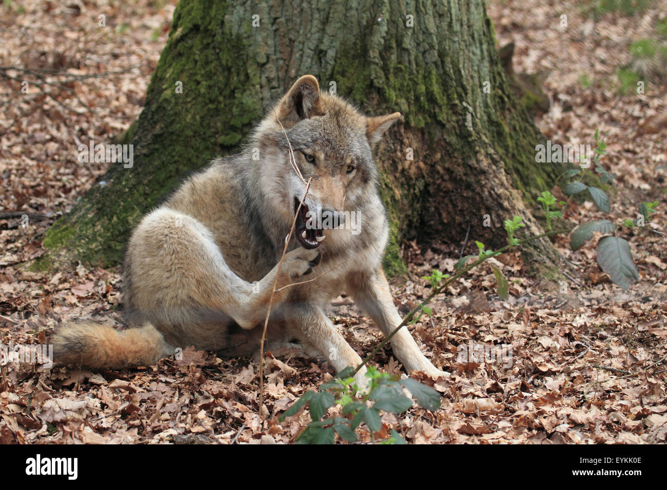 European wolf sits on the ground and scratches Stock Photo - Alamy