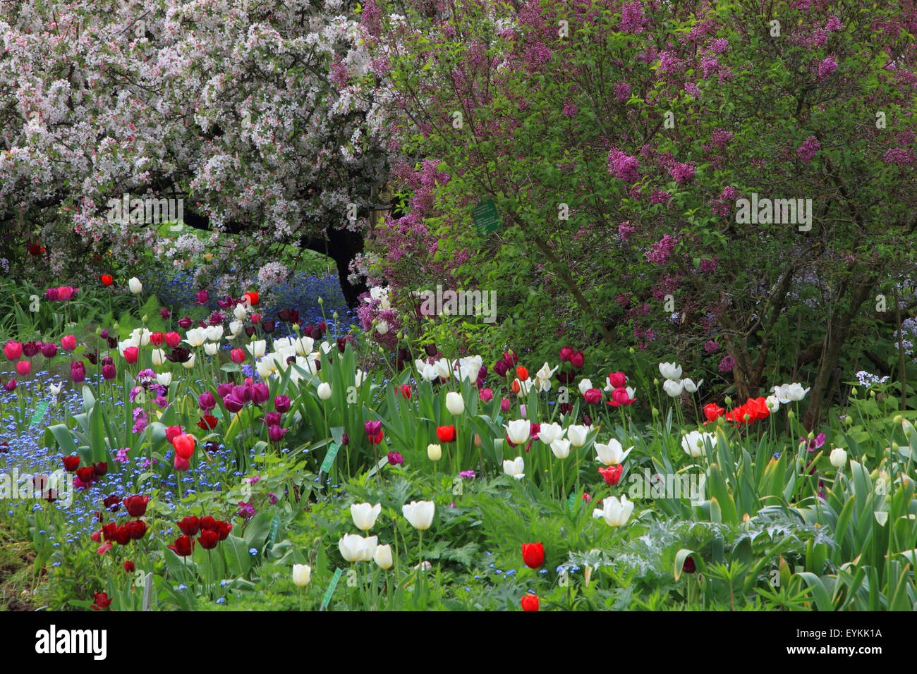 Garden with flowers at spring Stock Photo - Alamy