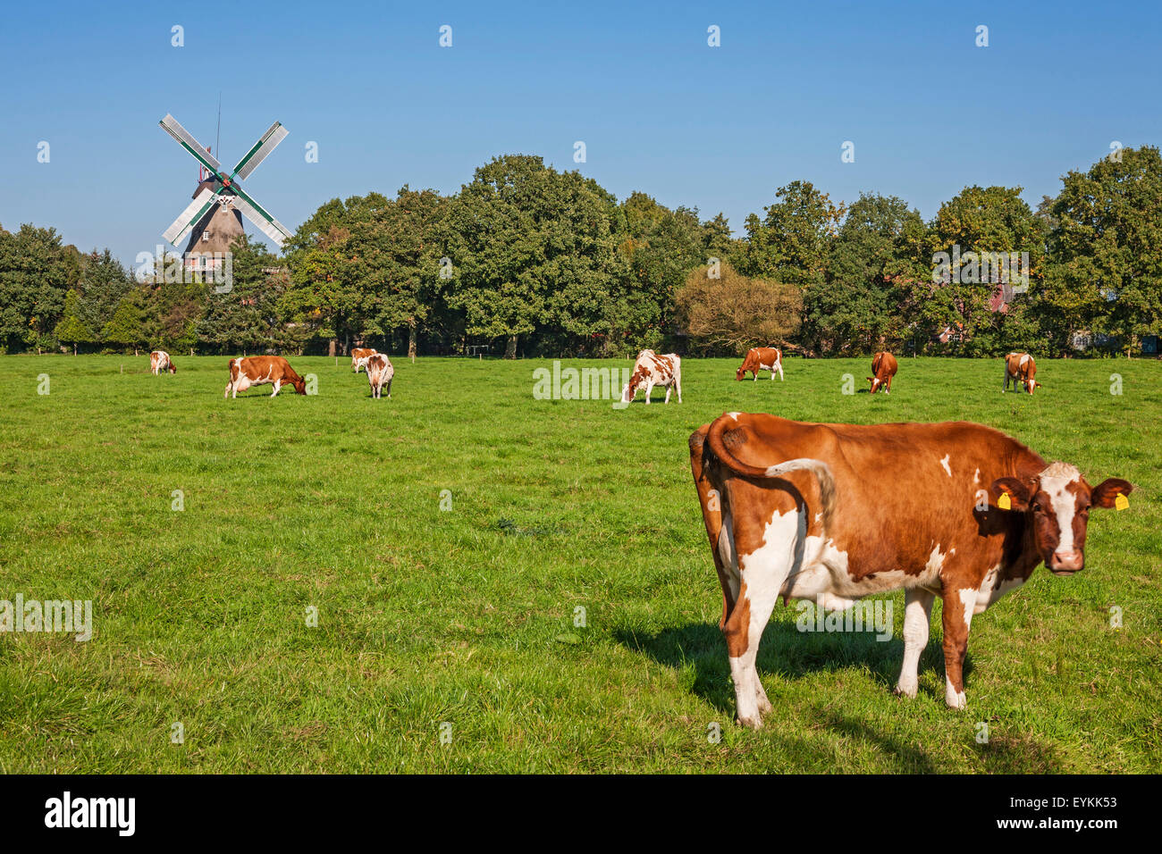 Pasture, windmill in Spetzerfehn, East Friesland, Lower Saxony, Germany ...