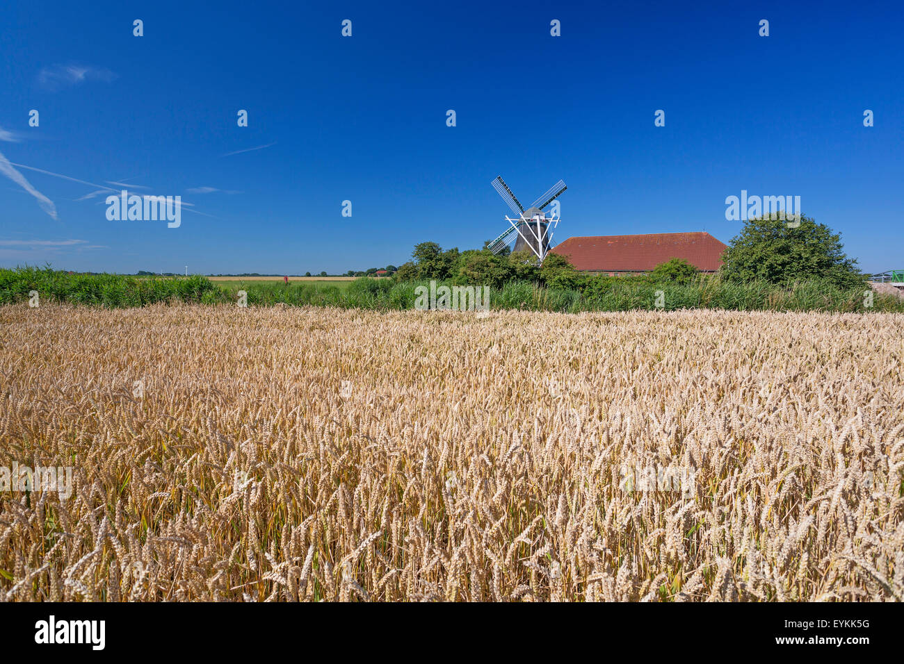 Grain-field, Seriemer mill with Neuharlingersiel, Harlingerland, East ...