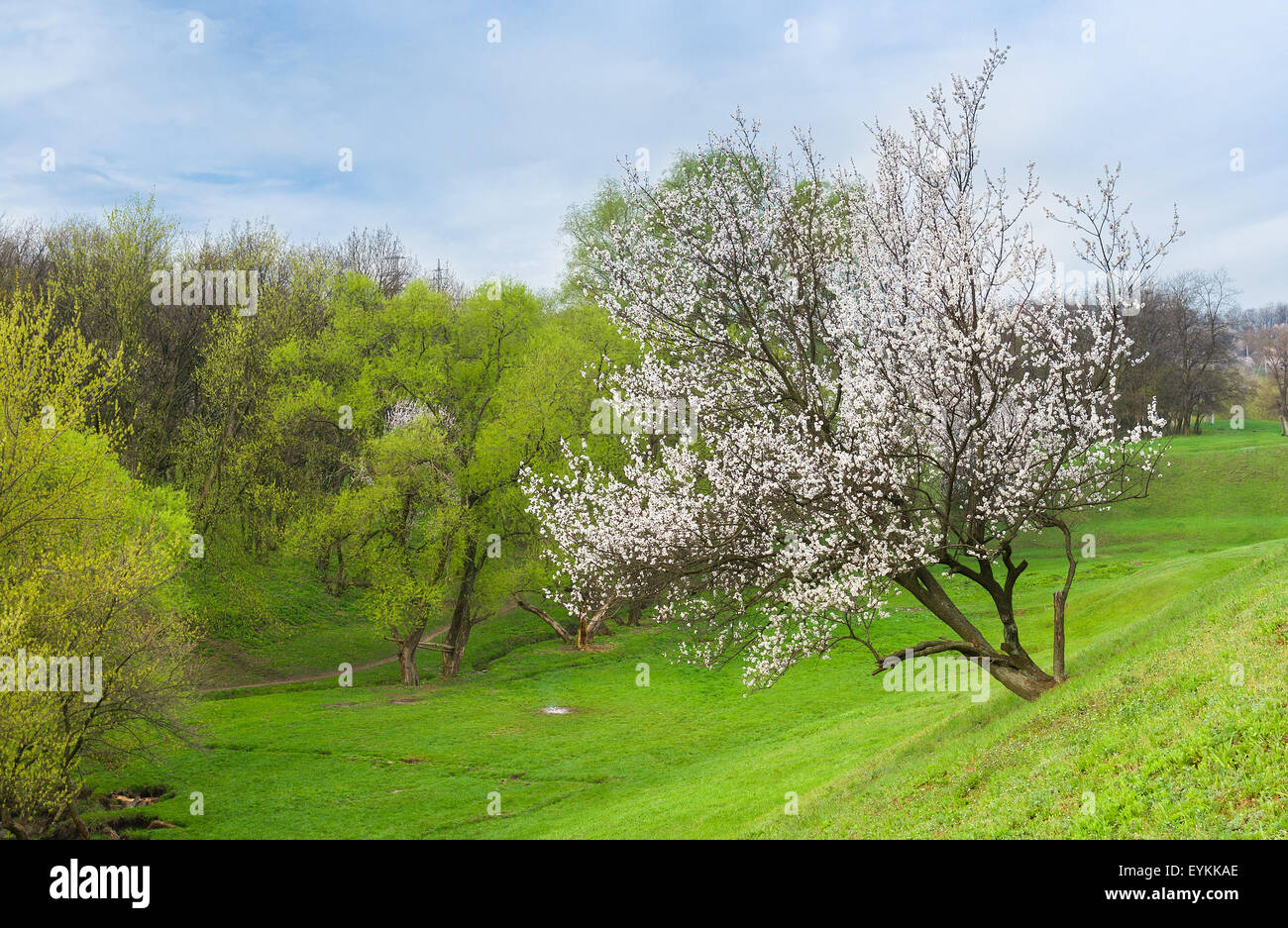 Ukrainian landscape in spring season Stock Photo - Alamy