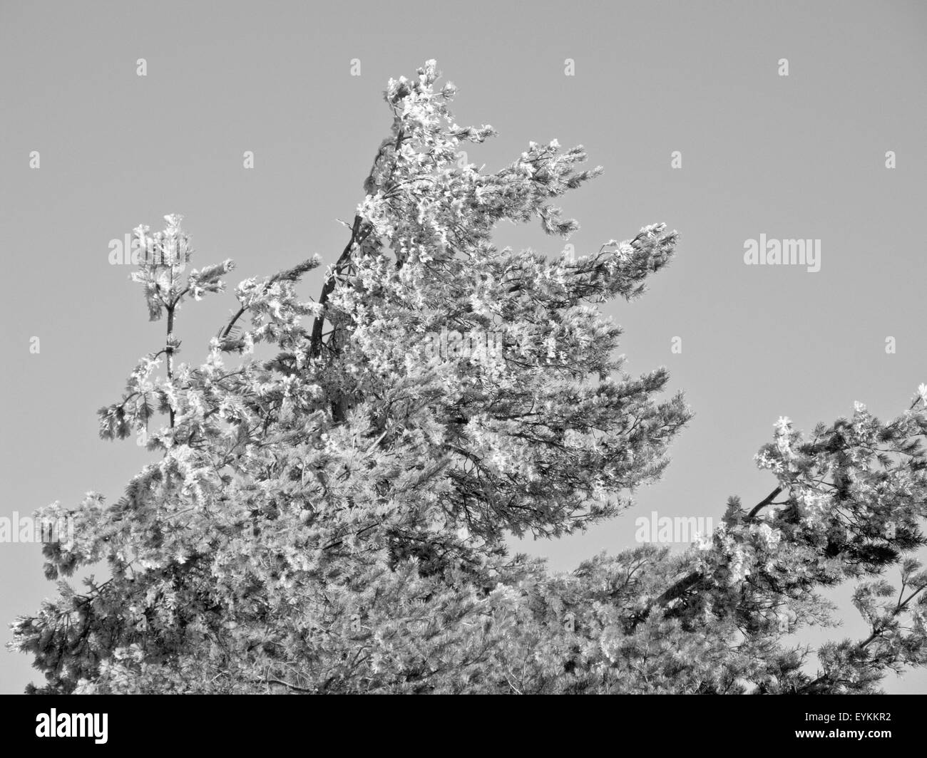Beautiful scenery frozen Black and White Stock Photos & Images - Alamy