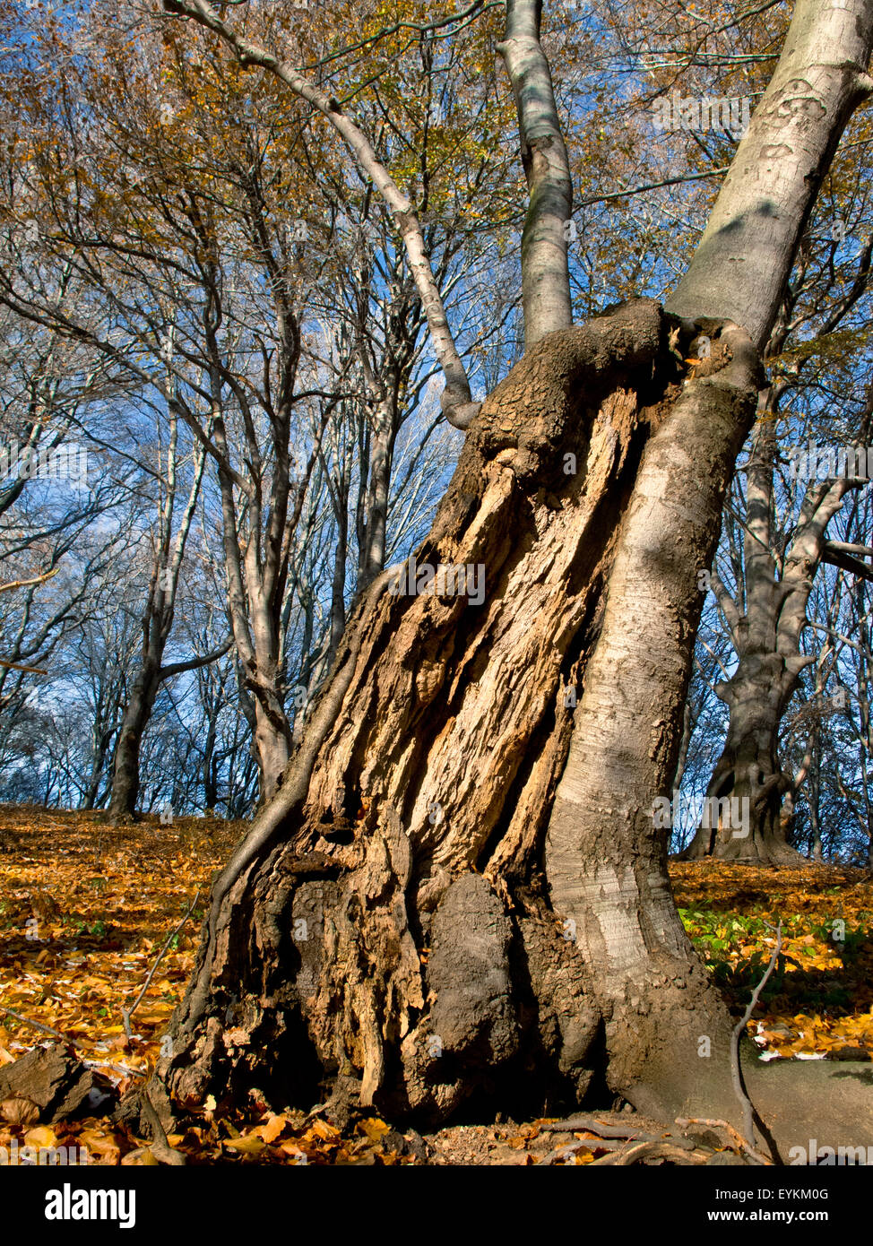 Misty tree in autumn colors Stock Photo - Alamy