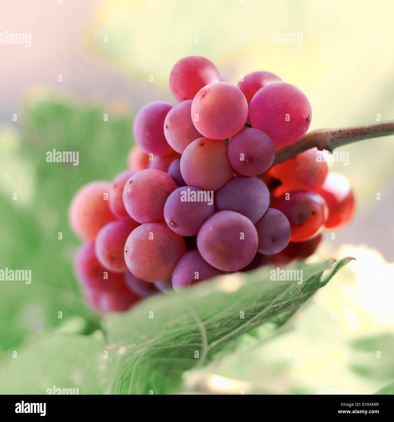 Bunches of grapes, red, stalk, leaves, vine, Stilllife, close-up Stock ...