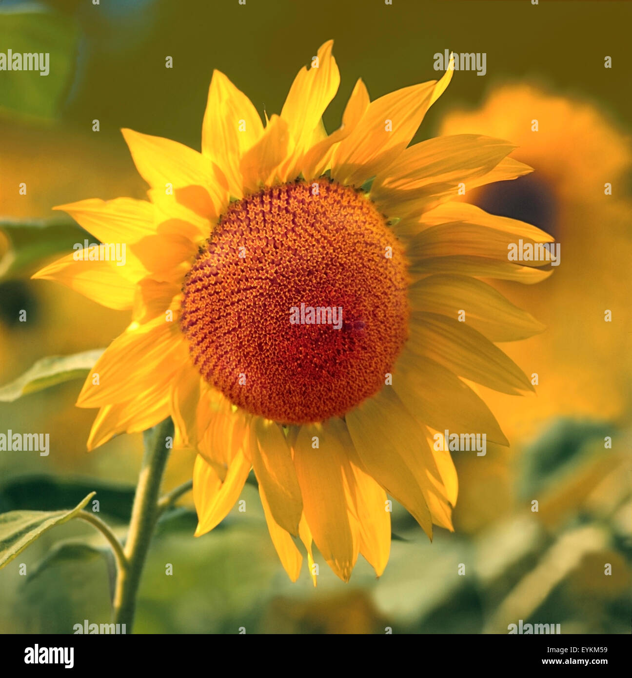 Sunflower, close-up, field, evening sun, Helianthus annuus Stock Photo ...