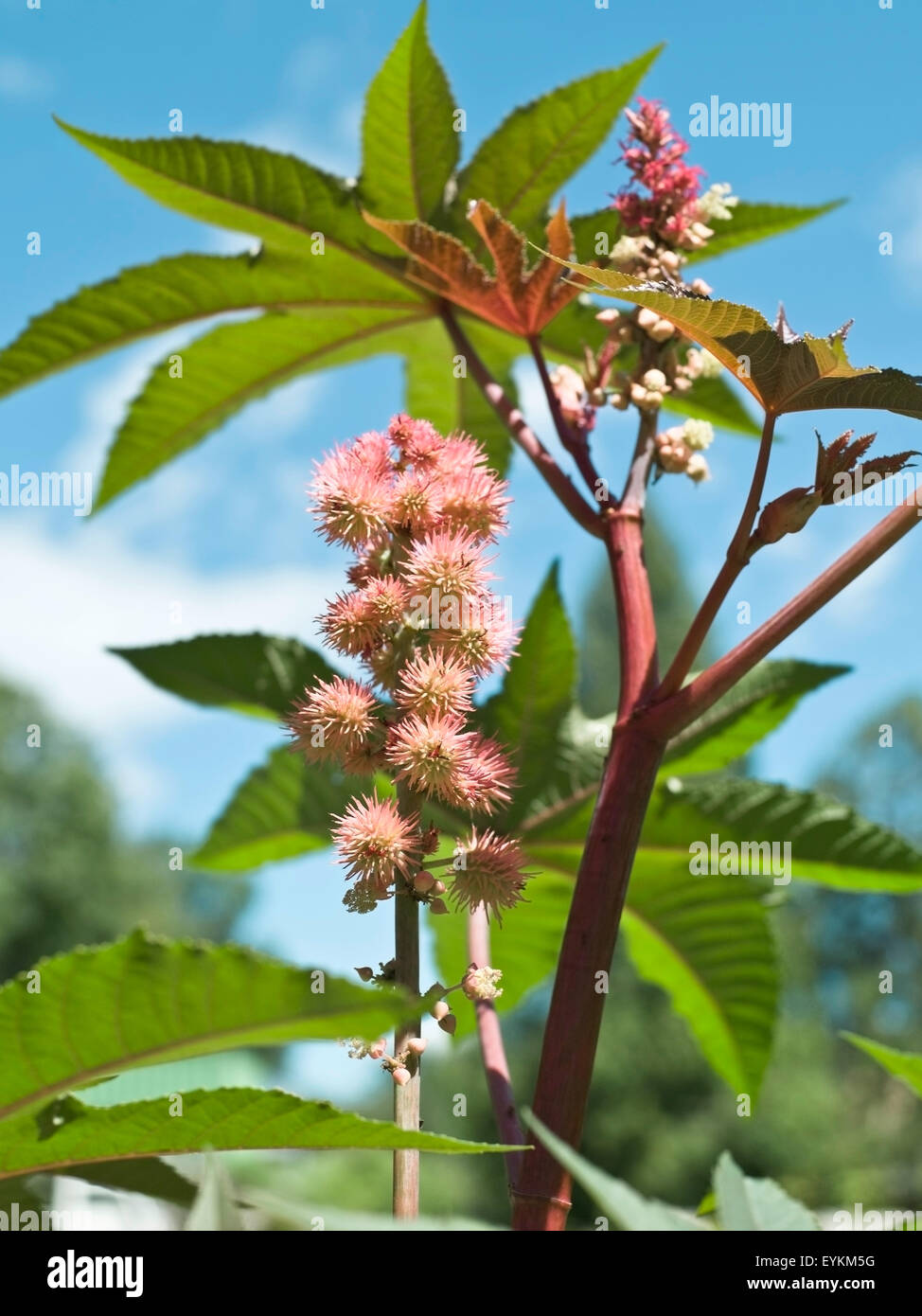 Rizinus, branch, blossoms, leaves, miracle tree, Ricinus communis ...