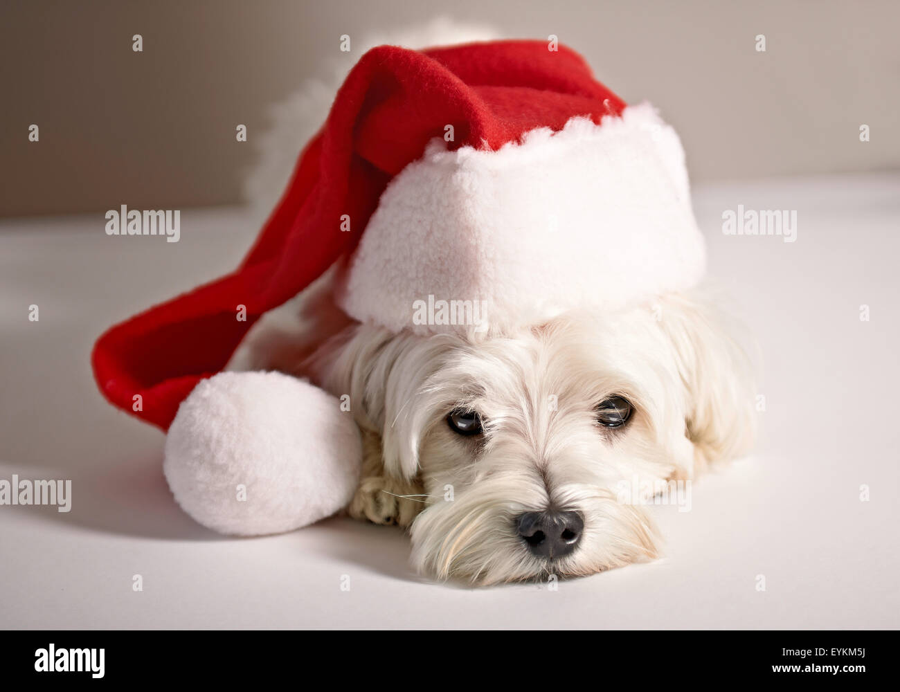 Maltese dog, recumbent, Nicholas's cap, portrait, head-on Stock Photo ...