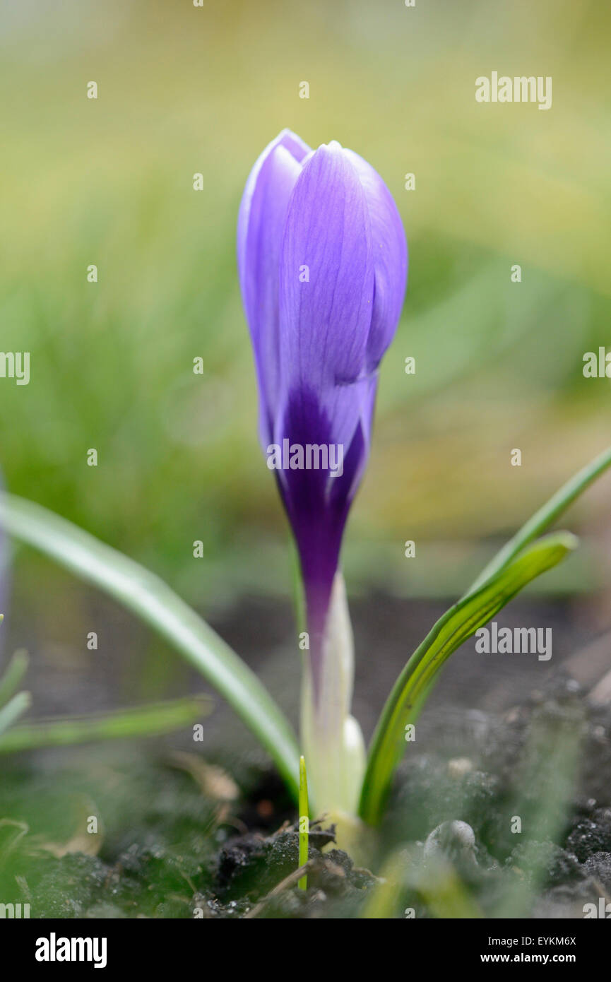 Small crocus, Crocus cultivars, blossom Stock Photo - Alamy