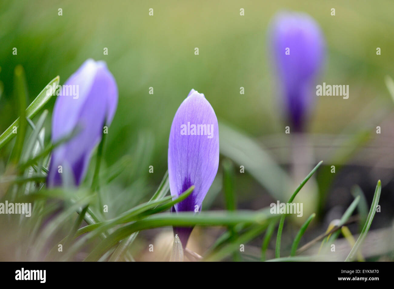 Small crocus, Crocus cultivars, blossom Stock Photo - Alamy