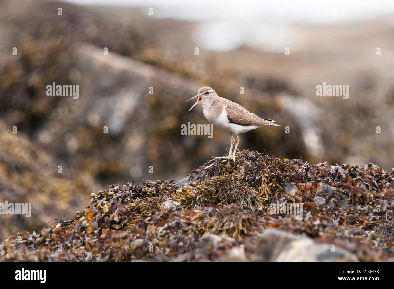 A Common Sandpiper, Actitis hypoleucos, vocalising Stock Photo - Alamy