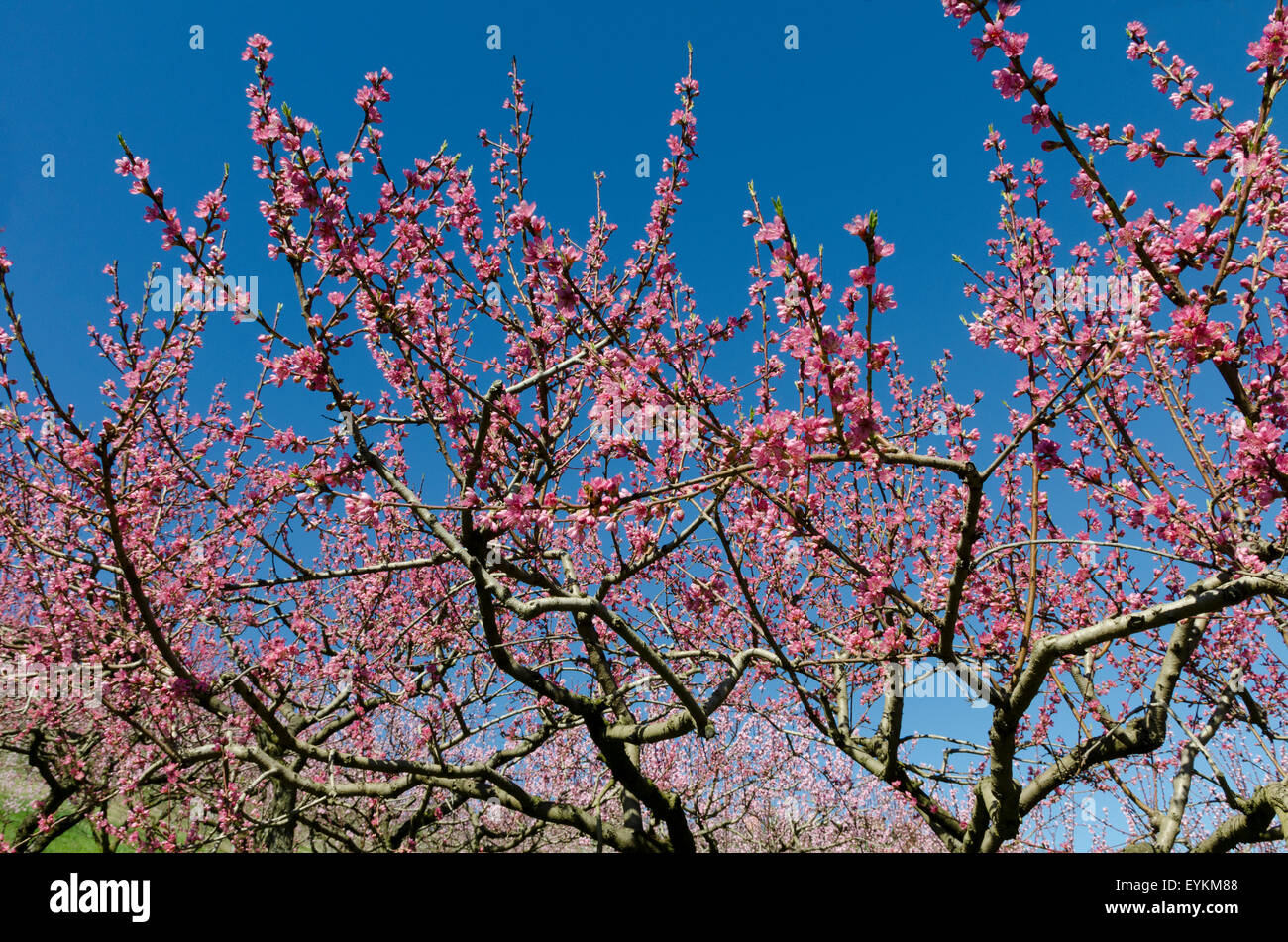 Italy, Piedmont, Roero, peach trees in blossom Stock Photo - Alamy