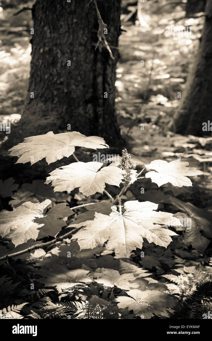 Devil's club leaves in Southeast Alaskan old-growth rain forest ...