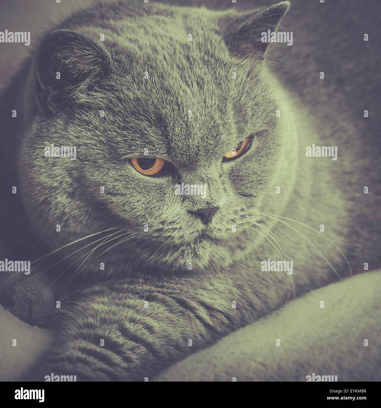 Adult cat british breed hi-res stock photography and images - Alamy