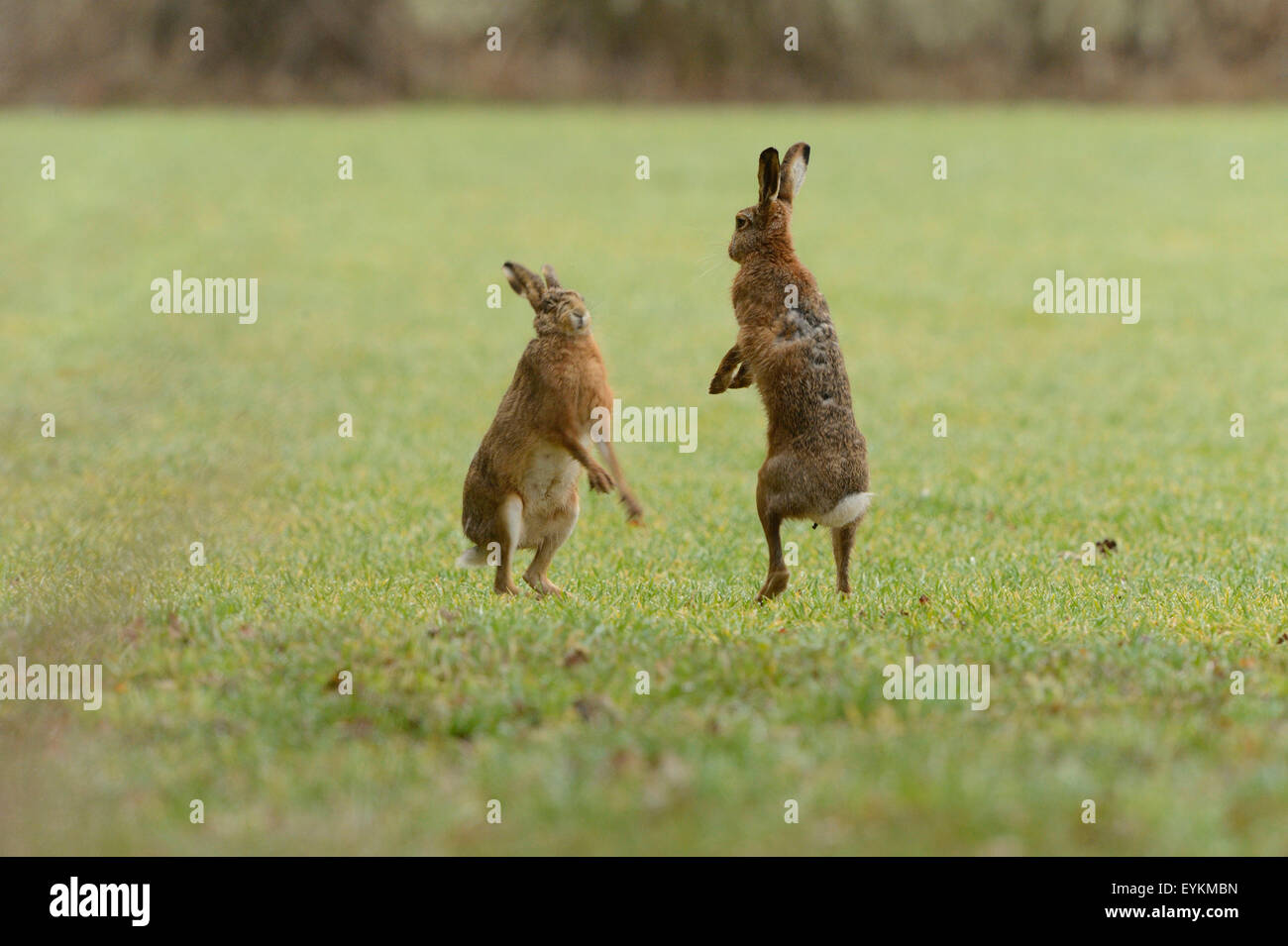 Field hares, Lepus europaeus, field, play Stock Photo - Alamy