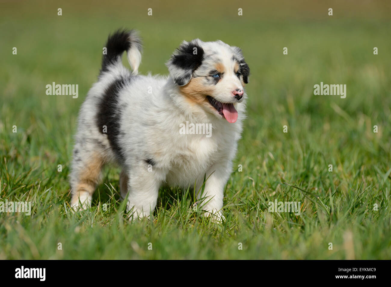 Australian Shepherd, puppy, meadow, side view, stand Stock Photo - Alamy