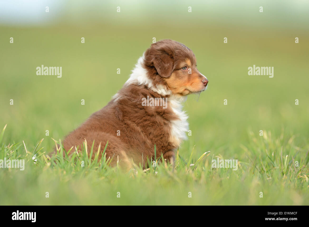 Australian Shepherd, puppy, meadow, side view, sit Stock Photo - Alamy