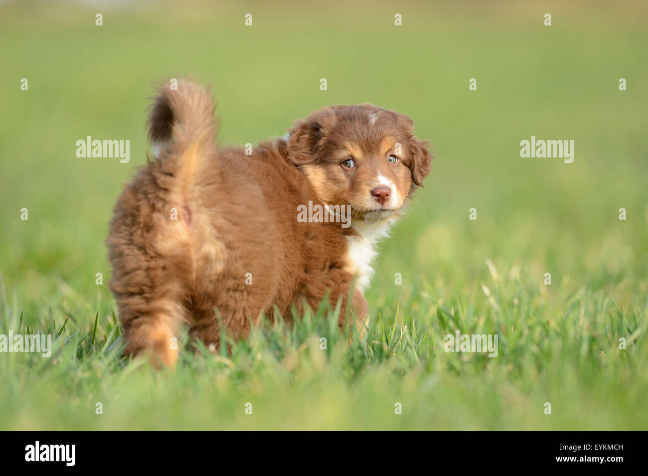 Australian Shepherd, puppy, meadow, side view, stand Stock Photo - Alamy