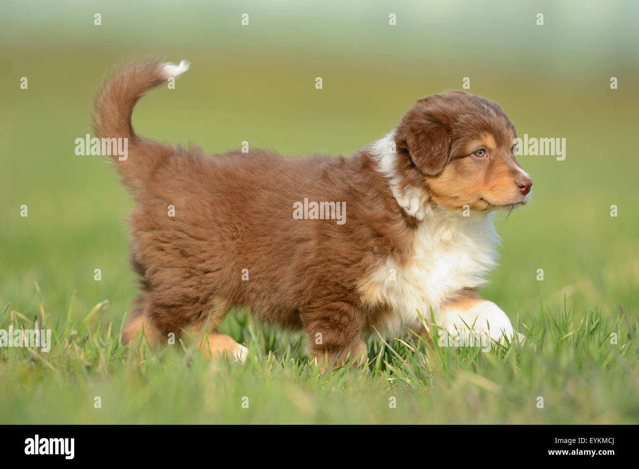 Australian Shepherd, puppy, meadow, side view, run Stock Photo - Alamy