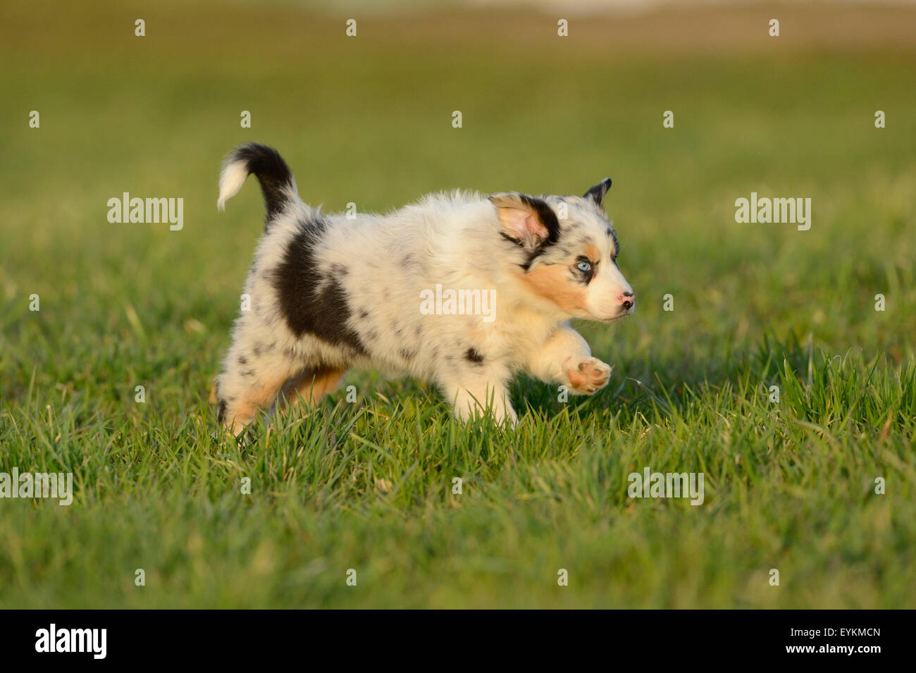 Australian shepherd puppy side view hi-res stock photography and images ...