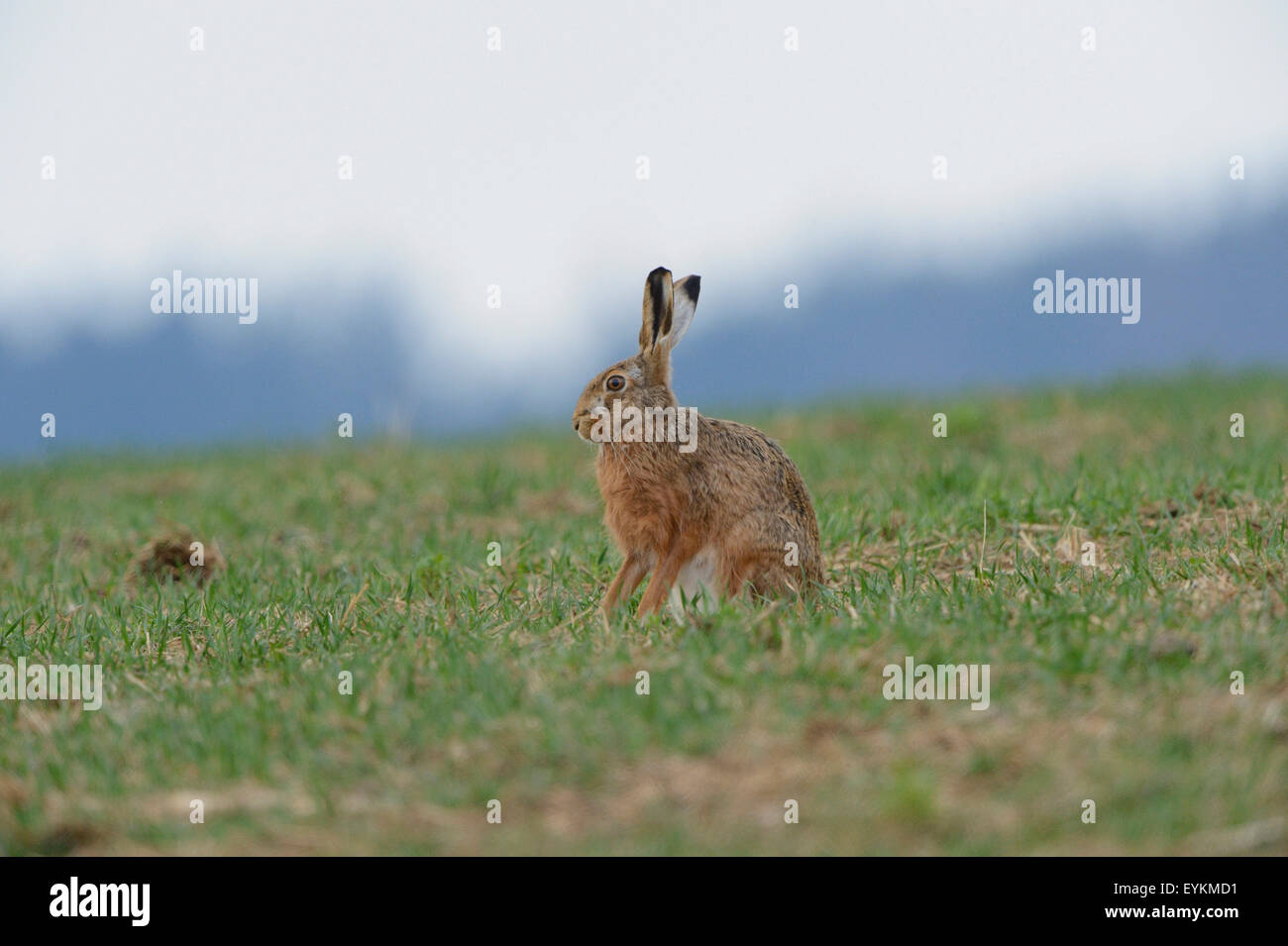 Field hare, Lepus europaeus, field, sit Stock Photo - Alamy