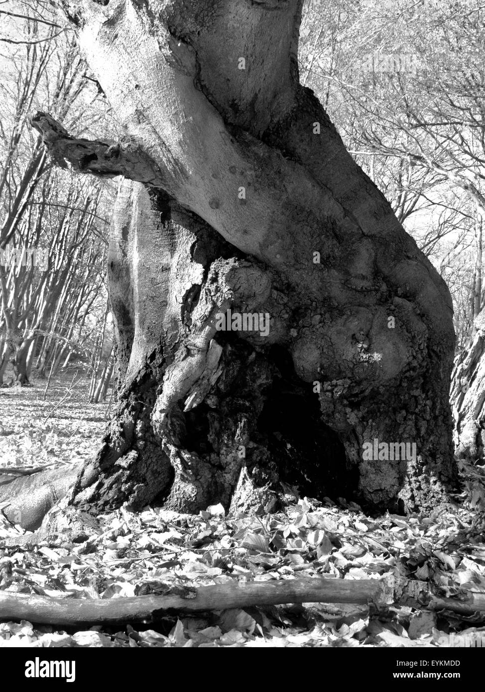 Trees leaves autumn colors Black and White Stock Photos & Images - Alamy