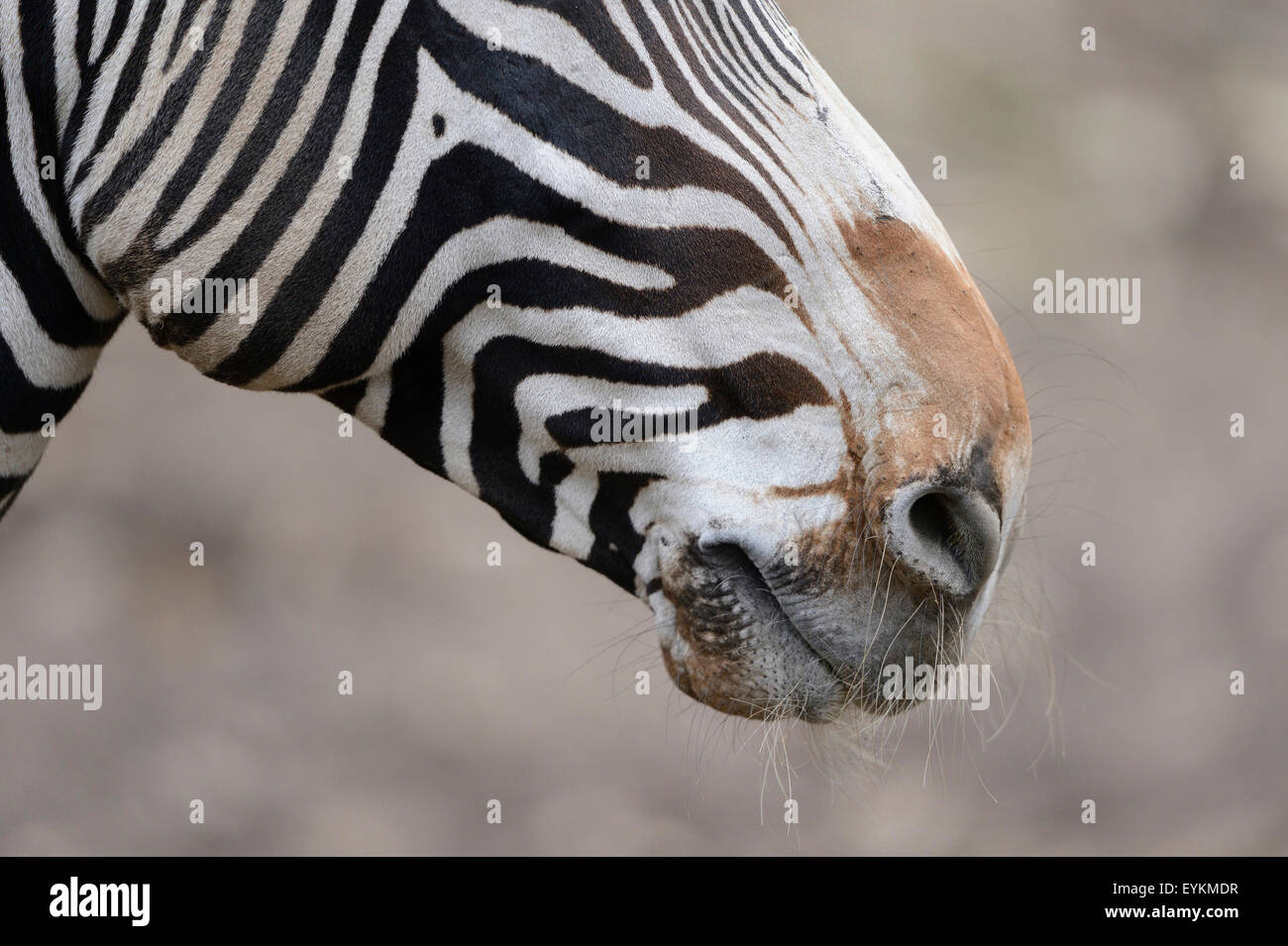 Zebra nose hi-res stock photography and images - Alamy