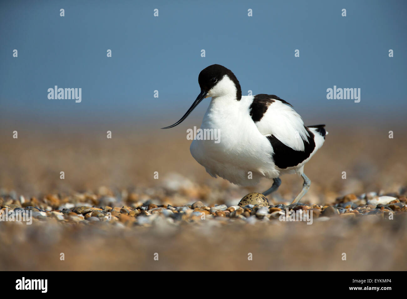 Avocet (Recurvirostra avosetta) incubating its eggs in its nest Stock ...