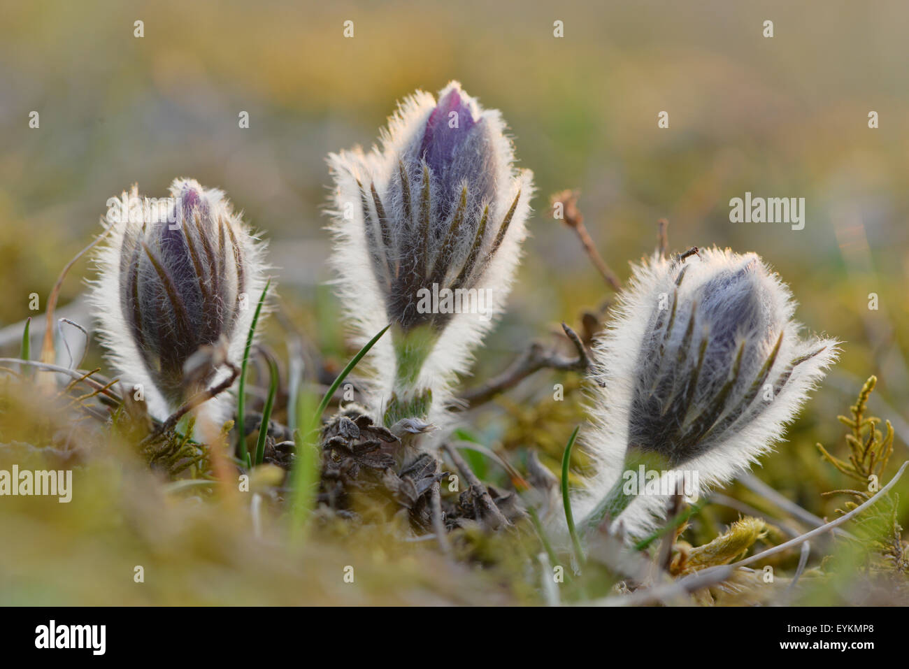 Common pasque flowers, Pulsatilla vulgaris, flower buds Stock Photo - Alamy