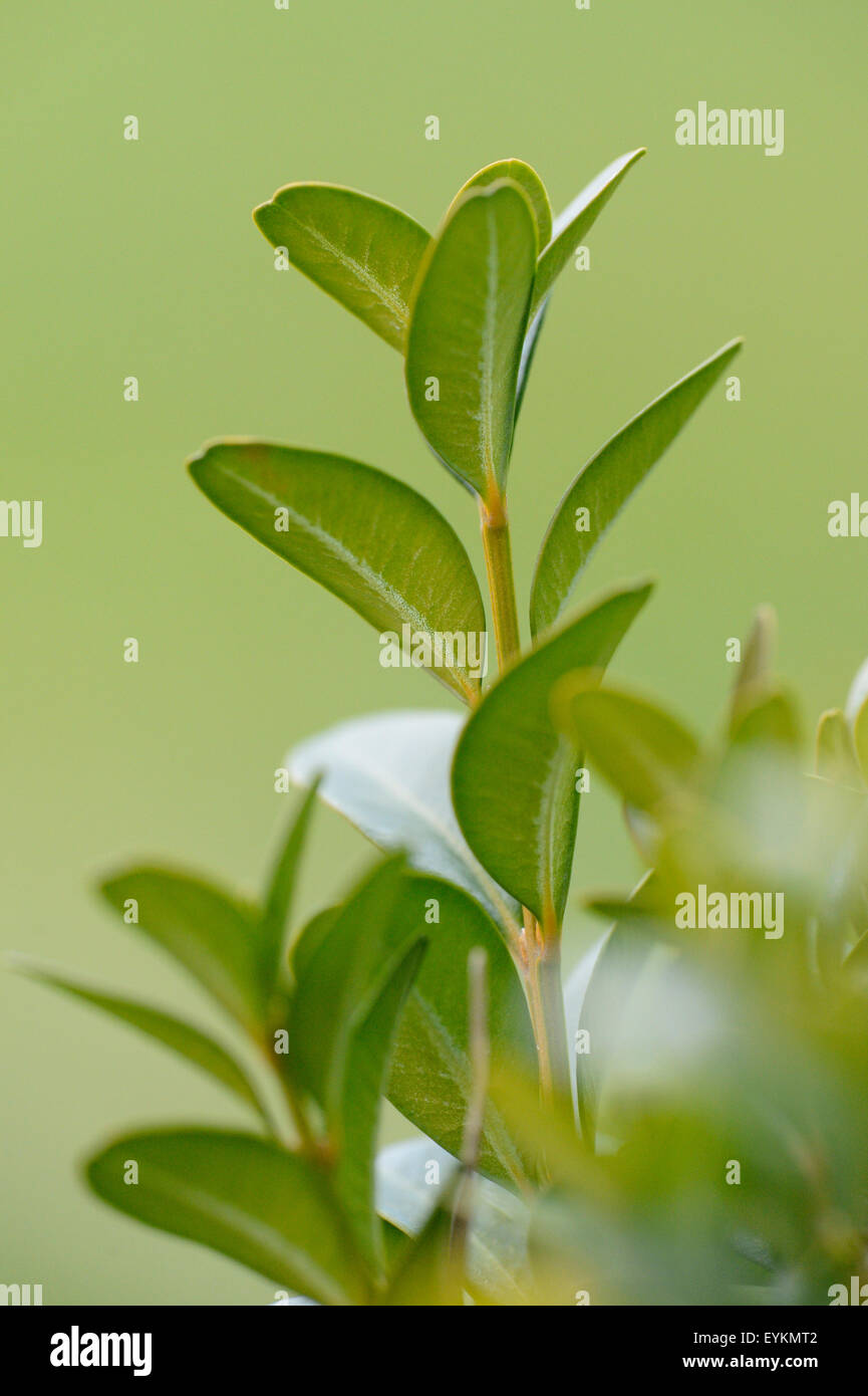 Common box hi-res stock photography and images - Alamy