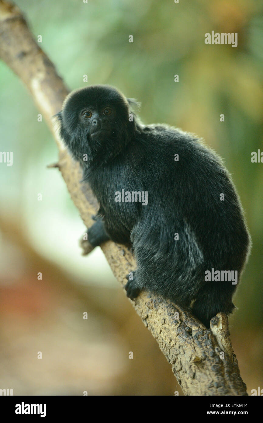 Callimico High Resolution Stock Photography and Images - Alamy