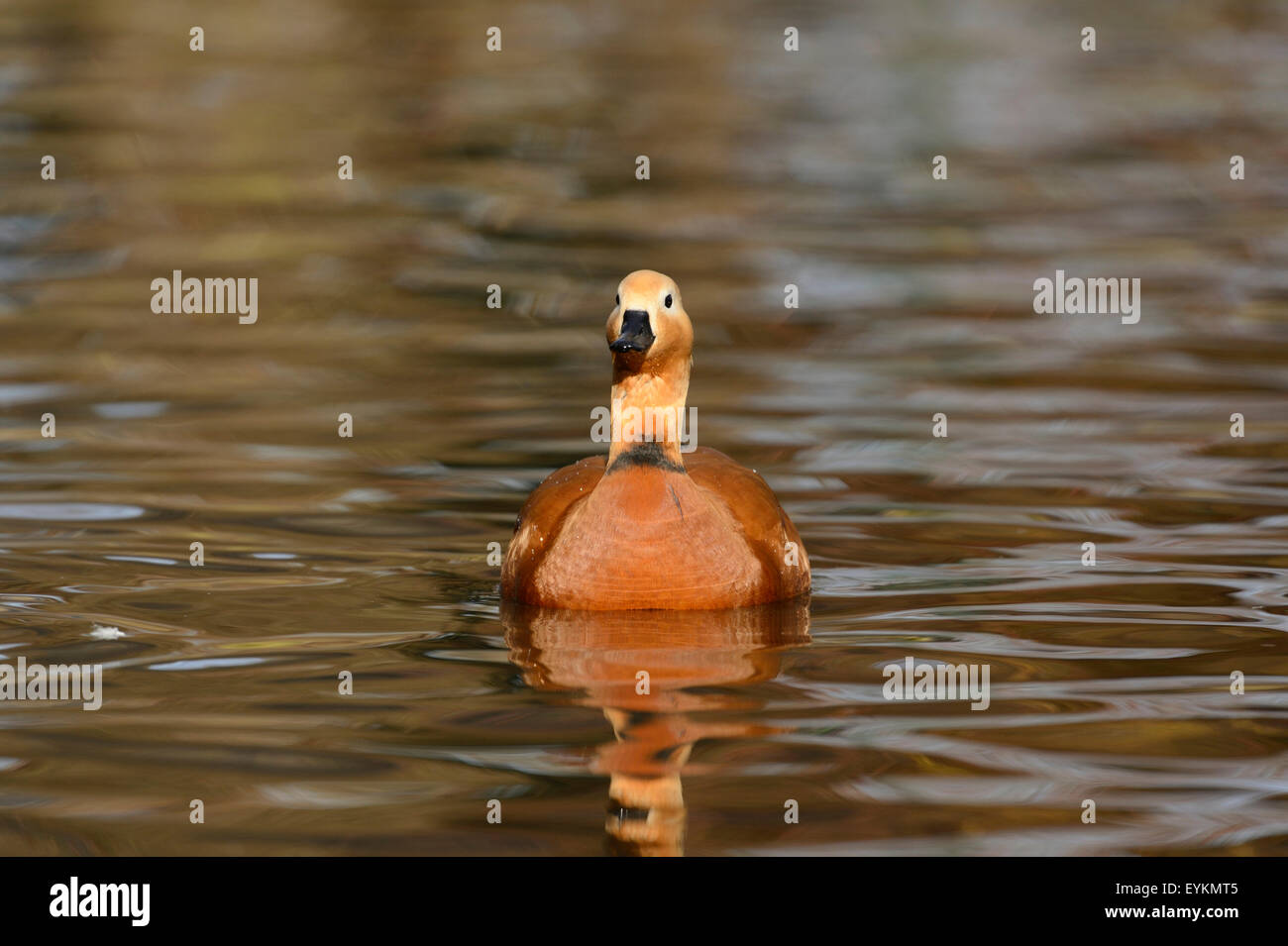 Rust goose, Tadorna ferruginea, whole twill, swim, head-on Stock Photo ...