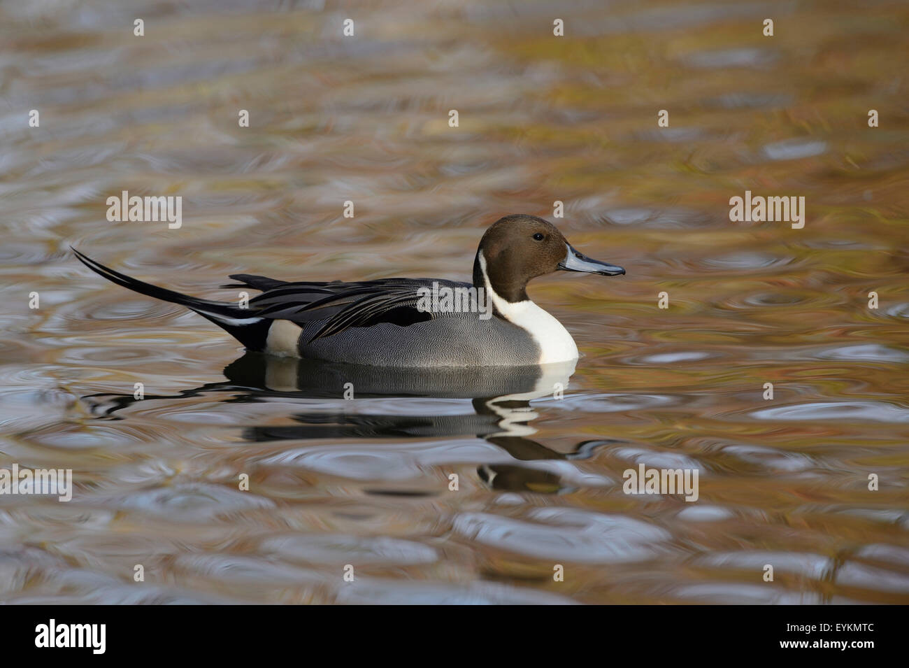 Spit ducks hi-res stock photography and images - Alamy